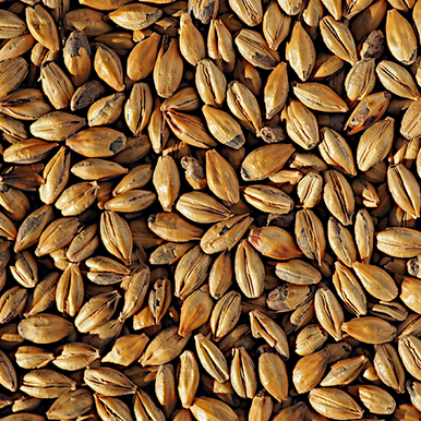 Amber Malt - Per Pound - SoCo Homebrew