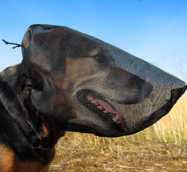 OutFox Field Guard Canine Foxtail Protection Hood - Northwest Pets