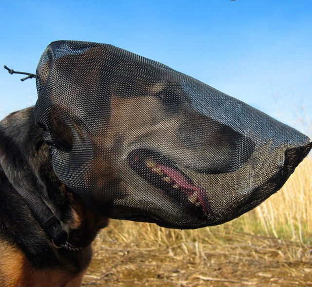 OutFox Field Guard Canine Foxtail Protection Hood - Northwest Pets