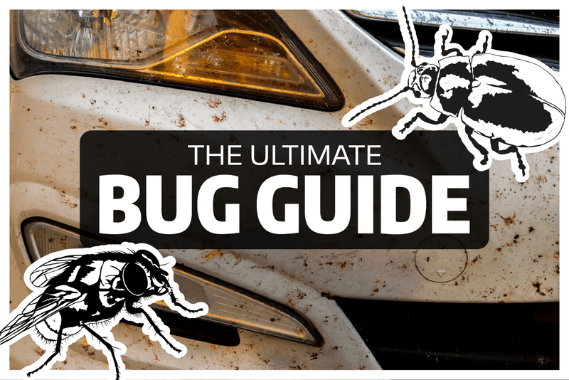 The Ultimate Bug Battle Guide: Understanding, Eliminating, and Preventing Pesky Splatter ...