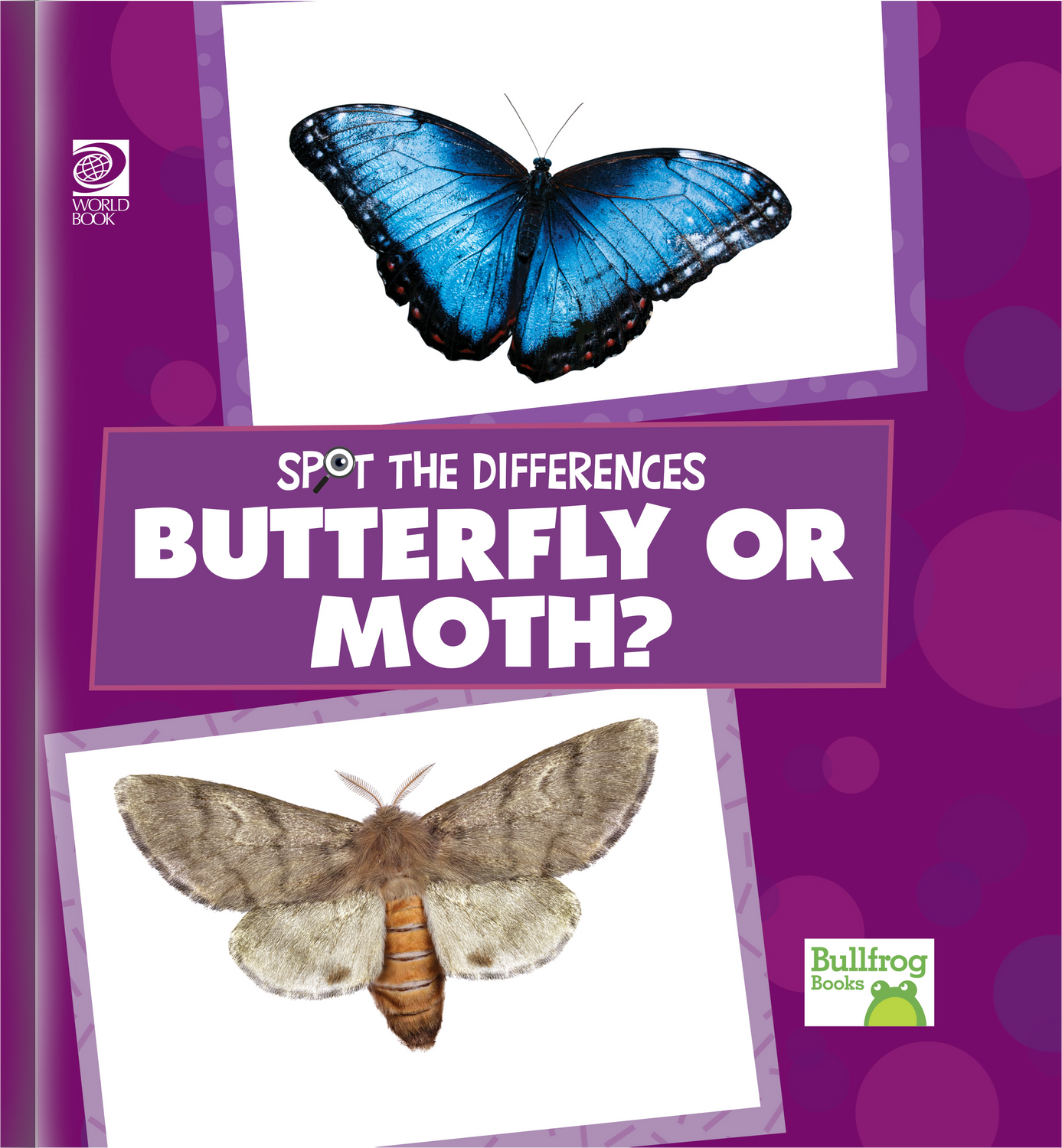 moth and butterfly difference