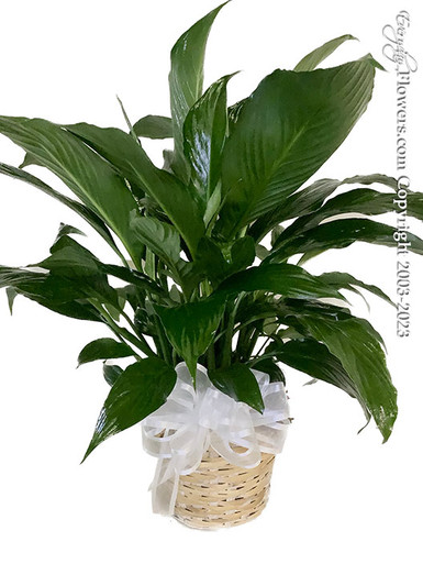 Peace Lily - Green Plant - EverydayFlower.com
