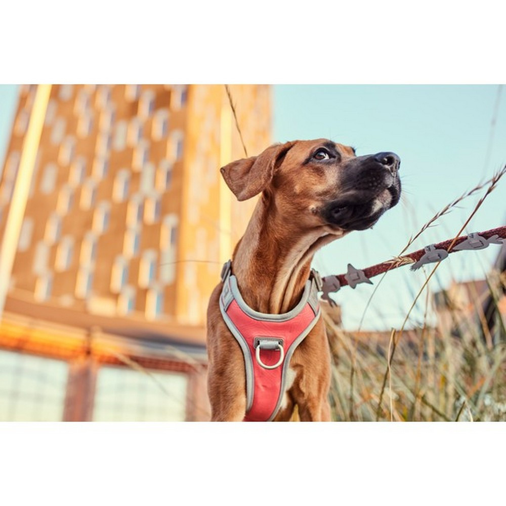 Hurtta Venture No-Pull Harness Coral | Just for Pets