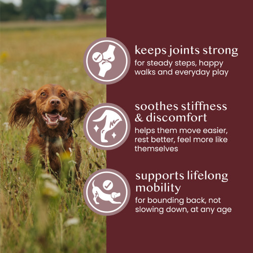 Fettle Pure Joint Support Powder 250g | Just for Pets