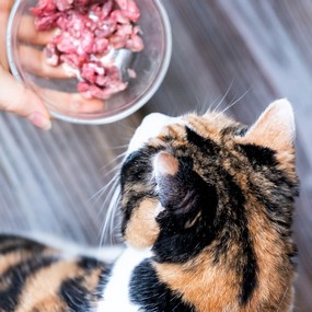 Raw Cat Food - The Top 5 Benefits - Just For Pets