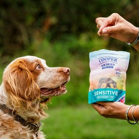 Dog Training Success with High-Protein Treats - Just For Pets