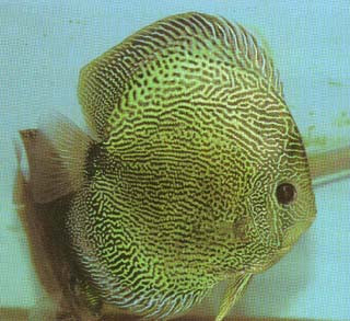 Snake Skin Discus Fish 3 inch - Mac's Discus