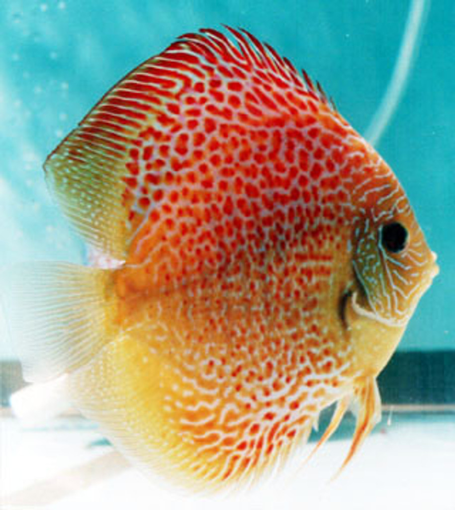Red Leopard Snake Skin Discus Fish 2.5 inch - Mac's Discus