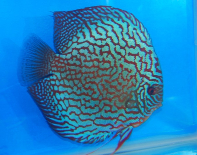 Discus Fish Unique Colors - Mac's Discus Fish For Sale