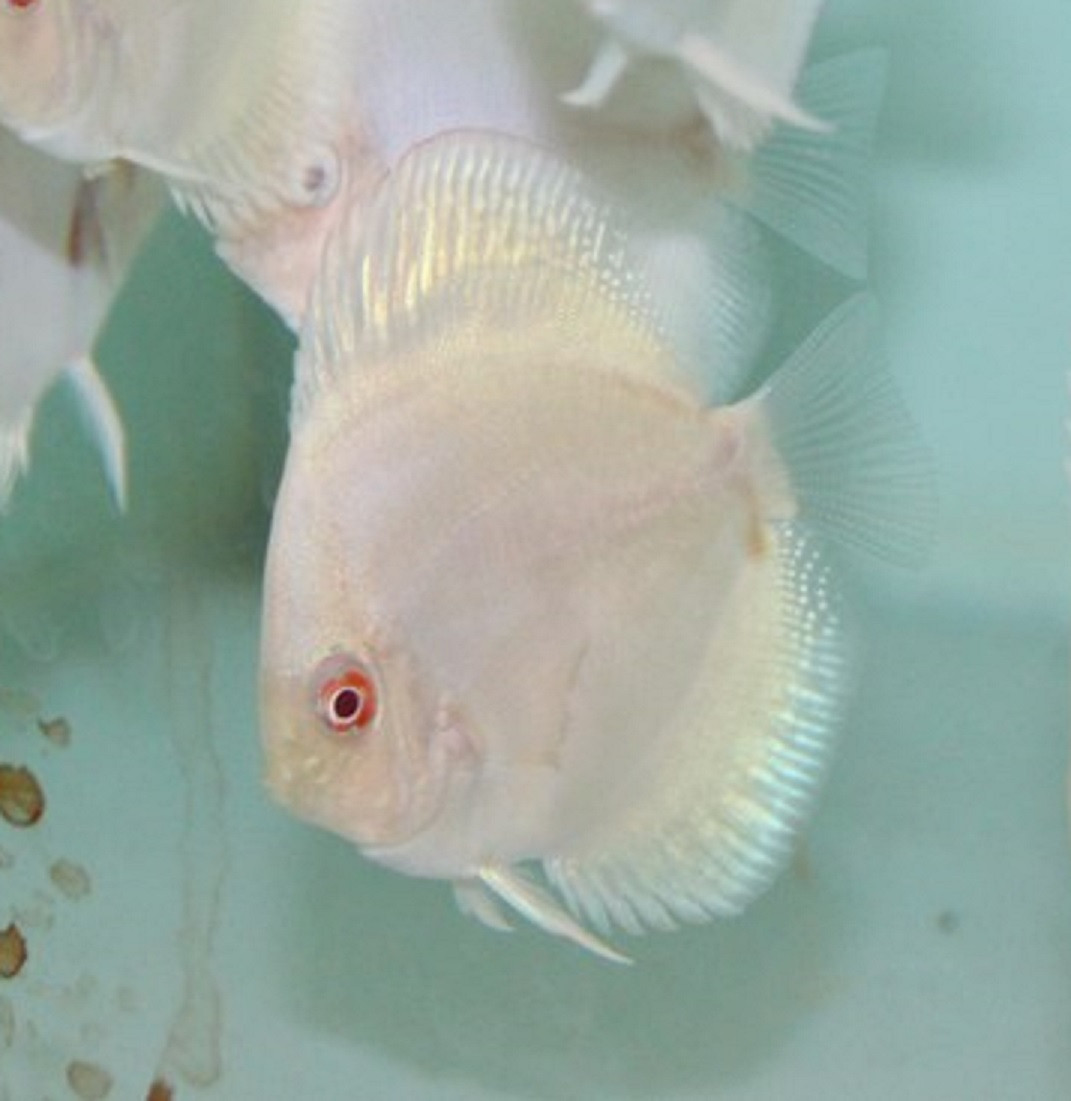 Mac's Discus Fish for Sale - Free Shipping & Live Arrival