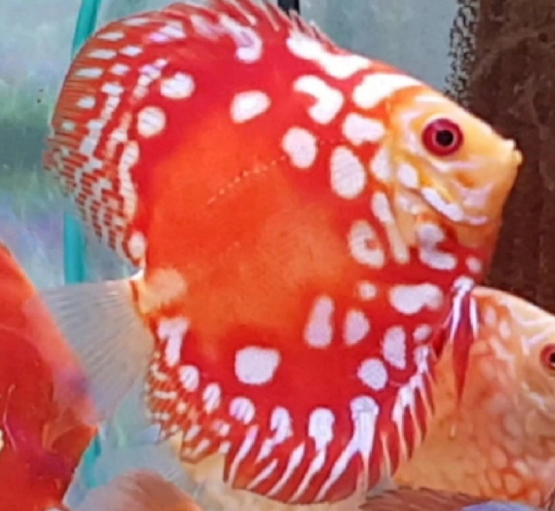 Mac's Discus Fish for Sale - Free Shipping & Live Arrival