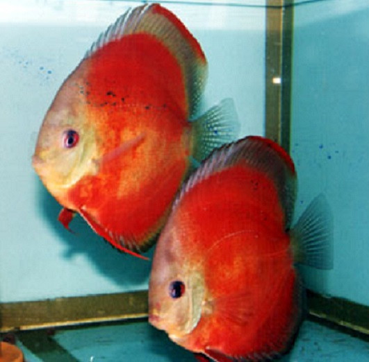 Yellow and Gold Discus Fish For Sale - Mac's Discus