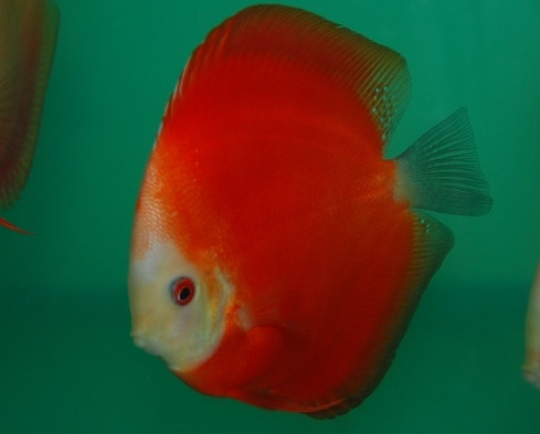 Red Scarlet Discus Fish 3 inch - Mac's Discus