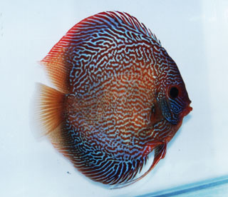 King Cobra Discus Fish 2.75 inch - Mac's Discus