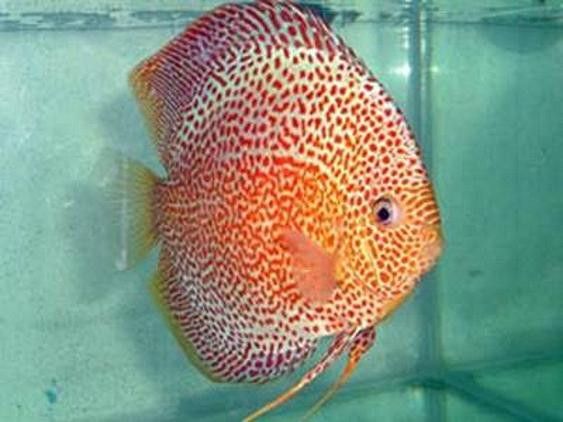 Discus Fish Unique Colors - Mac's Discus Fish For Sale