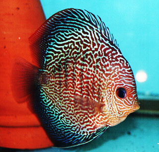 Free Shipping on Turquoise Discus - Mac's Discus
