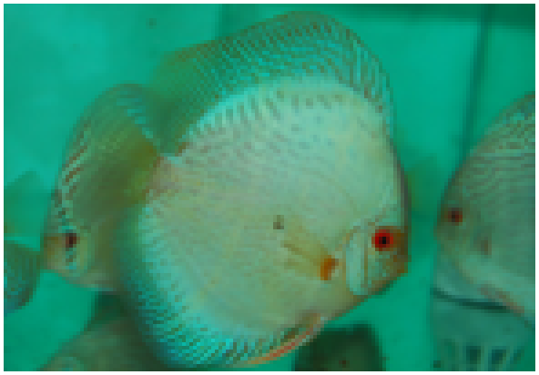 Mac's Discus Fish For Sale - Free Shipping & Live Arrival Guarantee!