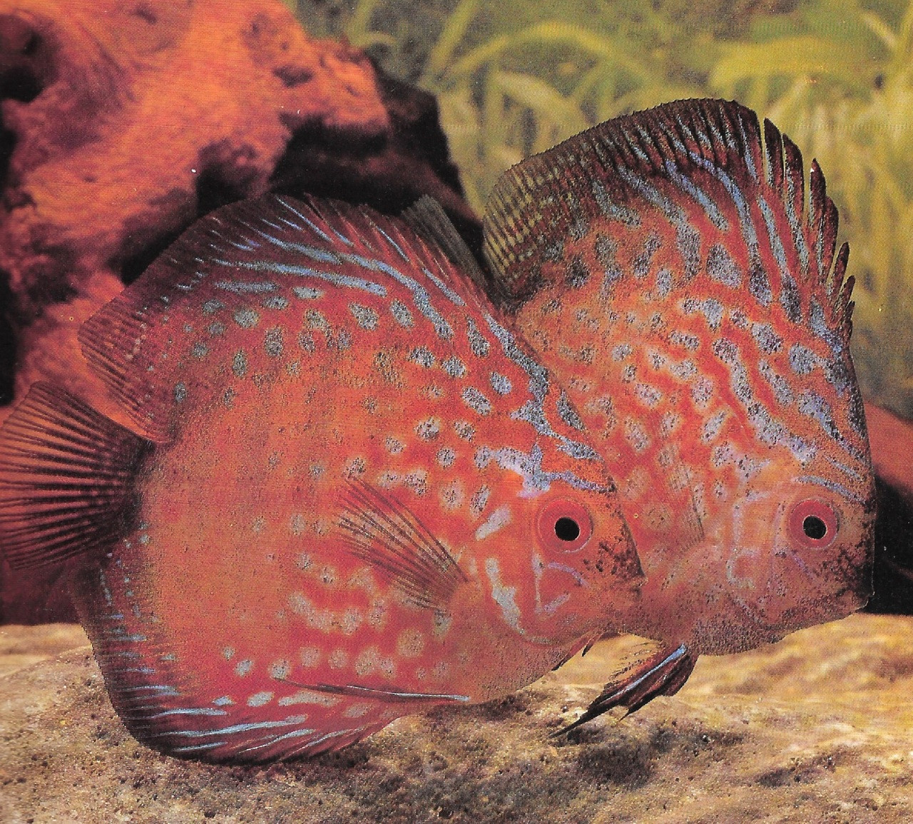 Mac's Discus Fish For Sale - Free Shipping & Live Arrival Guarantee!
