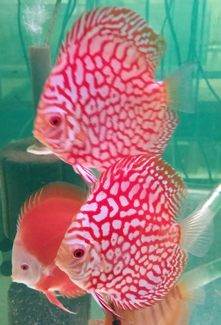 Mac's Discus Fish for Sale - Free Shipping & Live Arrival