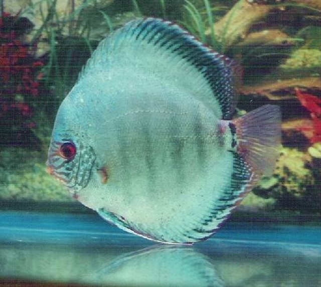 Mac's Discus Fish For Sale - Free Shipping & Live Arrival Guarantee!
