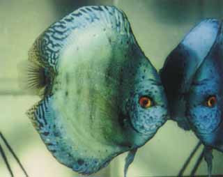 Mac's Discus Fish for Sale - Free Shipping & Live Arrival