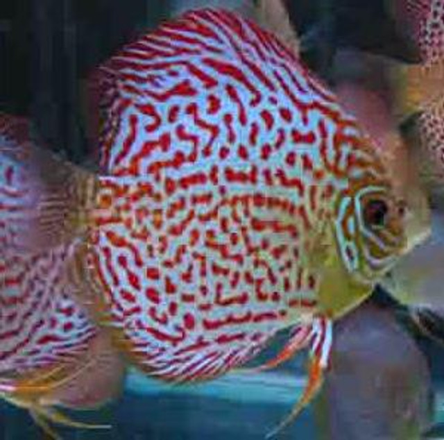 Mac's Discus Fish For Sale - Free Shipping & Live Arrival Guarantee!