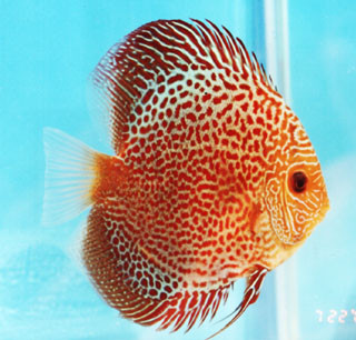 Mac's Discus Fish for Sale - Free Shipping Delivered to Your Door