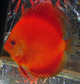 Mac's Discus Fish For Sale - Free Shipping & Live Arrival Guarantee!