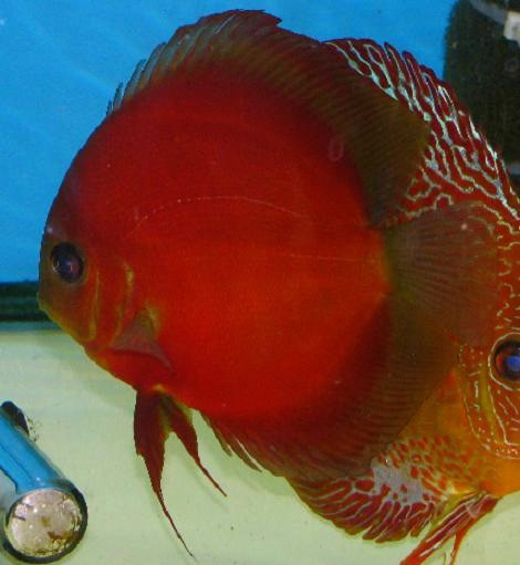 Amazing Red Discus Fish For Sale - Mac's Discus