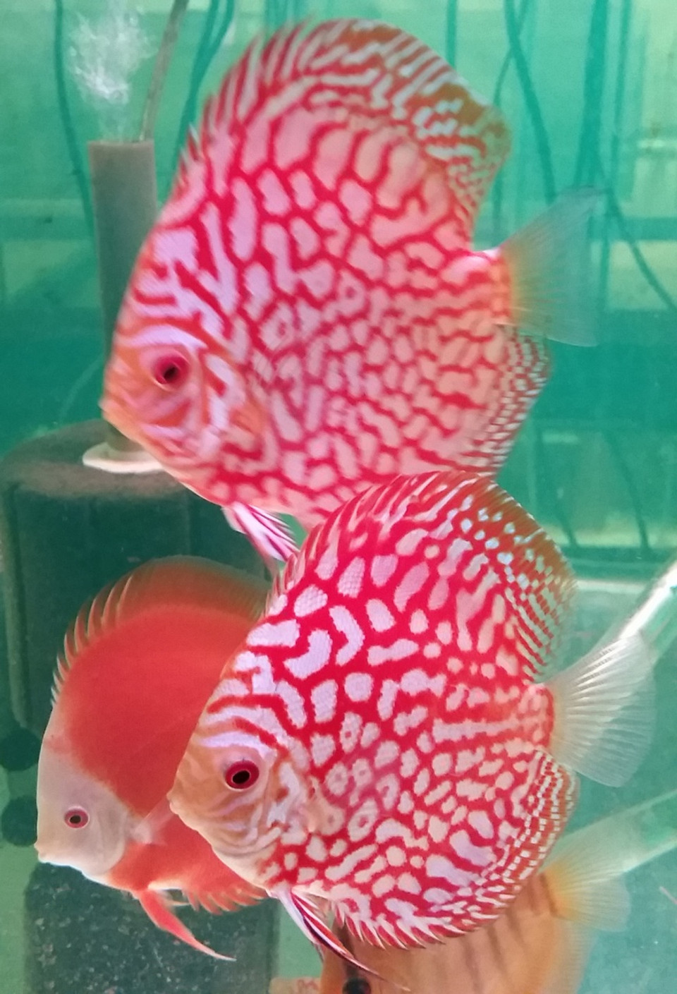 Mac's Discus Fish for Sale - Free Shipping & Live Arrival