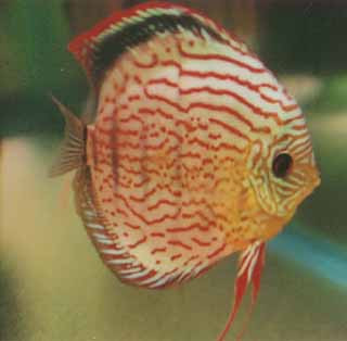 Free Shipping on Turquoise Discus - Mac's Discus