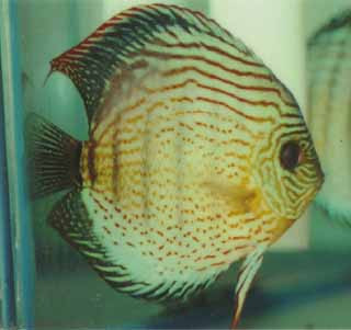 Free Shipping on Turquoise Discus - Mac's Discus