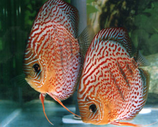 Mac's Discus Fish For Sale - Free Shipping & Live Arrival Guarantee!