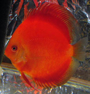 Mac's Discus Fish for Sale - Free Shipping & Live Arrival