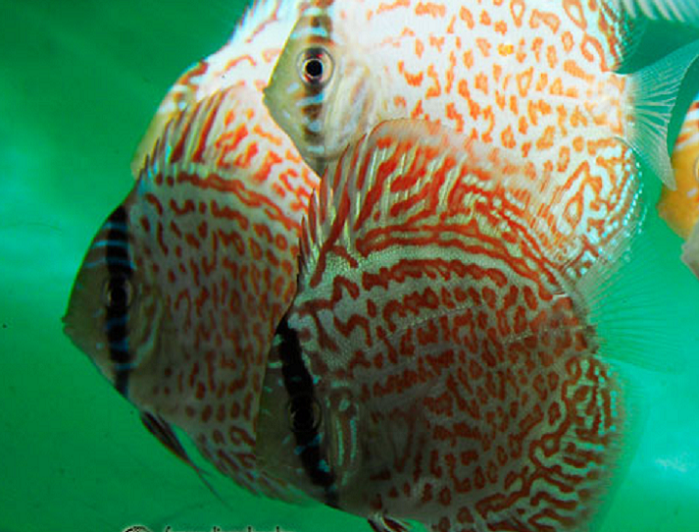 Discus Fish Unique Colors - Mac's Discus Fish For Sale