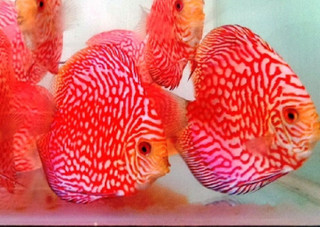 Red Panda Discus Fish 2.75 inch - Mac's Discus
