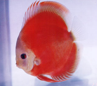 San Merah Discus Fish 2.75 inch - Mac's Discus