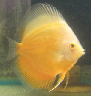 Gold Crystal Discus Fish 2.75 inch - Mac's Discus