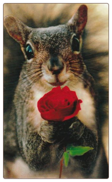 Squirrel holding Rose Mini Card