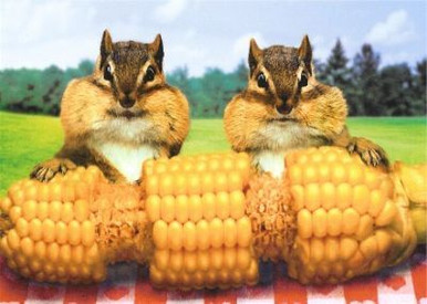 Chipmunks eating Corn Friendship Card