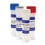 PCR Mycoplasma Detection Kit-Mycoplasma detection-TOKU-E