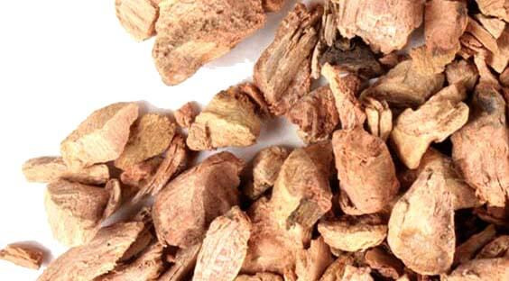 Where to Buy Osha Bear Root - Benefits & Uses of Herbs