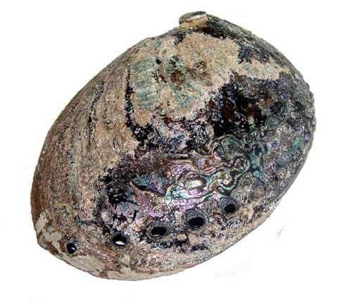 Where to Find Abalone Shell for Burning Smudge Herbs