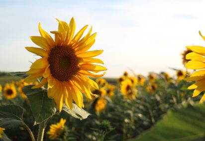 Here's Your Summer Coupon Code! - Made In America Store