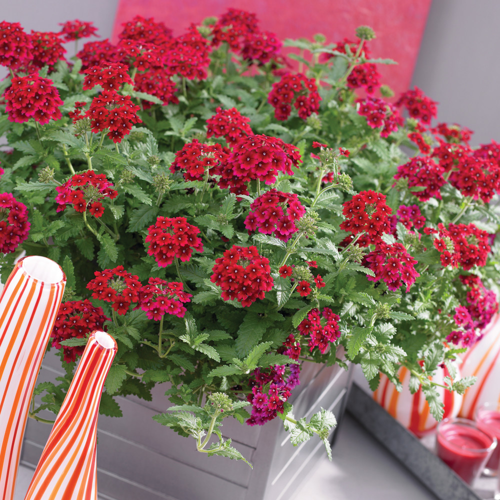 Verbena 'Quartz H Red' 15 Seeds (Verbena hybrida Voss) Flower Hybrid ...