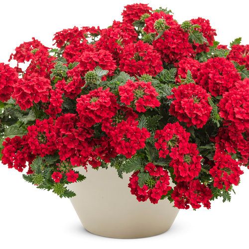 Verbena 'Quartz H Red' 15 Seeds (Verbena hybrida Voss) Flower Hybrid ...