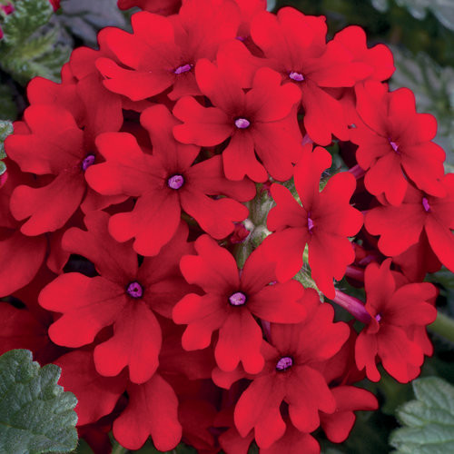 Verbena 'Quartz H Red' 15 Seeds (Verbena hybrida Voss) Flower Hybrid ...