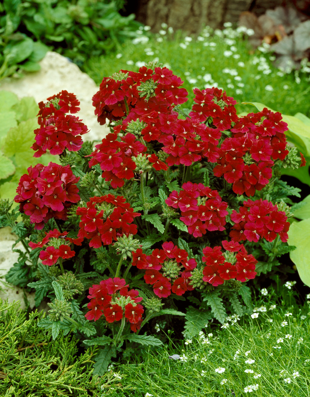 Verbena 'Quartz H Burgundy' 15 Seeds (Verbena hybrida Voss) Flower ...