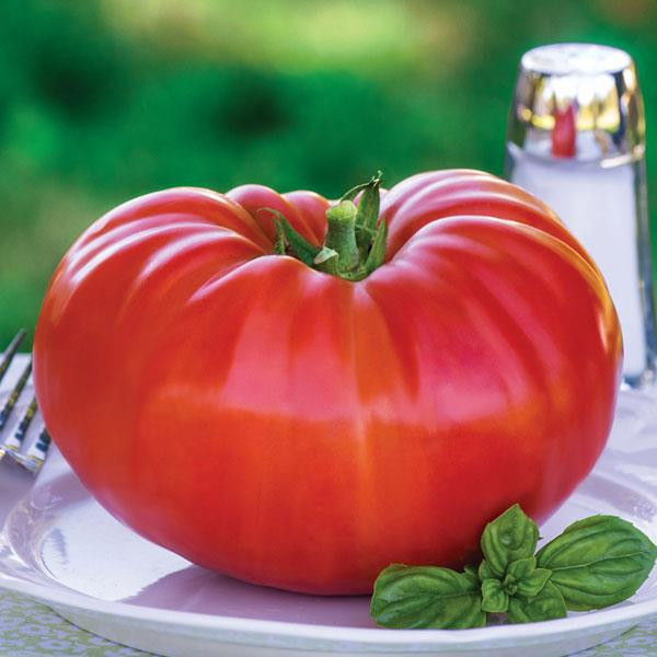 Tomato 'Buffalo Steak' 10 Seeds (Lycopersicon esculentum) Vegetable ...
