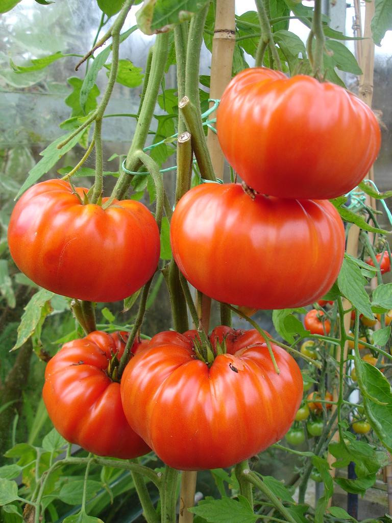 Tomato 'Buffalo Steak' 10 Seeds (Lycopersicon esculentum) Vegetable ...